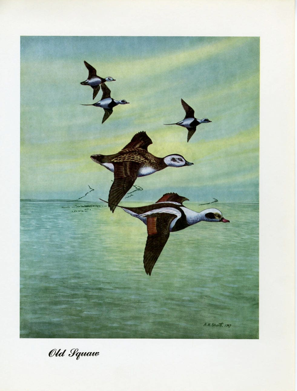 1948 Old Squaw - Vintage Angus H. Shortt Waterfowl Print – Adirondack Retro